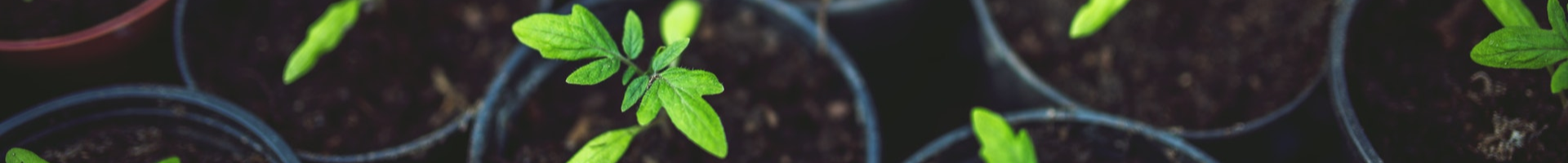 Ingrasaminte flori pentru gradina - Ingrasaminte plante - Gardenpedia