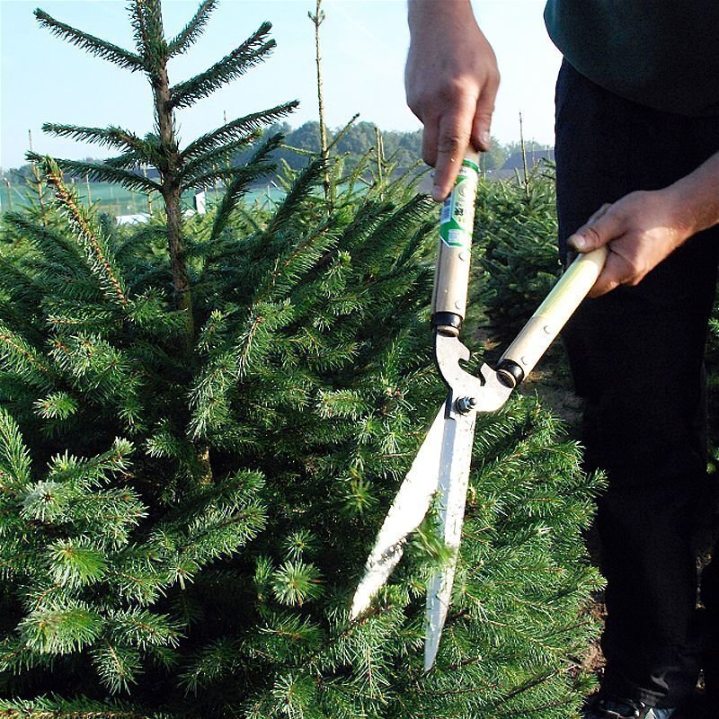Foarfeca pentru gard viu Okatsune 231 - Gardenpedia